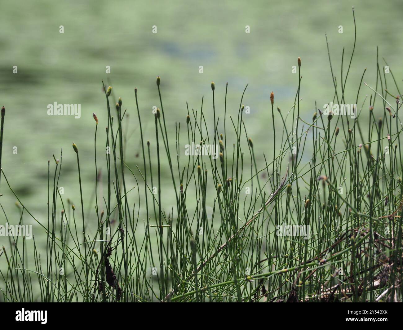 Branched Horsetail (Equisetum ramosissimum) Plantae Stock Photo - Alamy