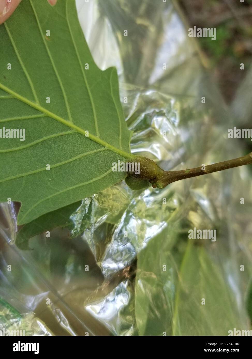 Oak Petiole Gall Wasp (Andricus quercuspetiolicola) Insecta Stock Photo ...