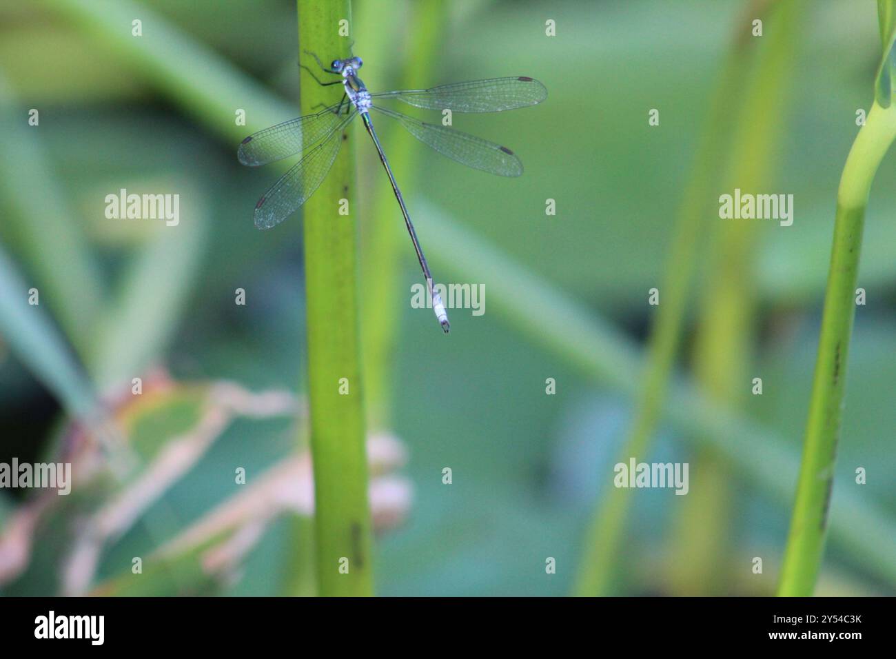 Swamp Spreadwing (Lestes vigilax) Insecta Stock Photo - Alamy