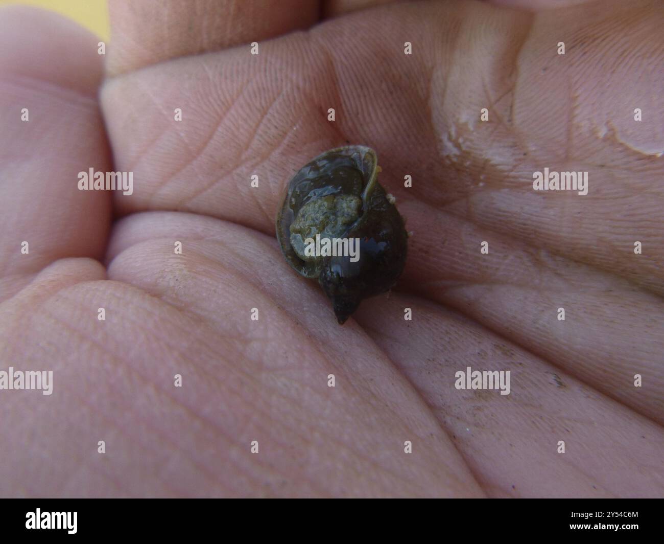 Big-eared Radix (Radix auricularia) Mollusca Stock Photo - Alamy