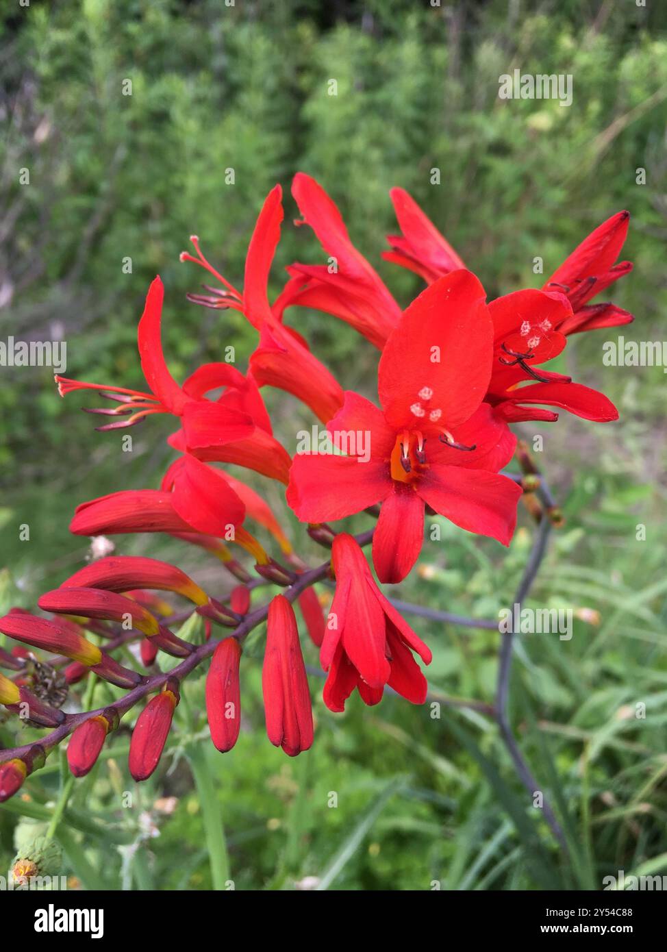 Giant Zigzag Montbretia (Crocosmia masoniorum × paniculata) Plantae ...