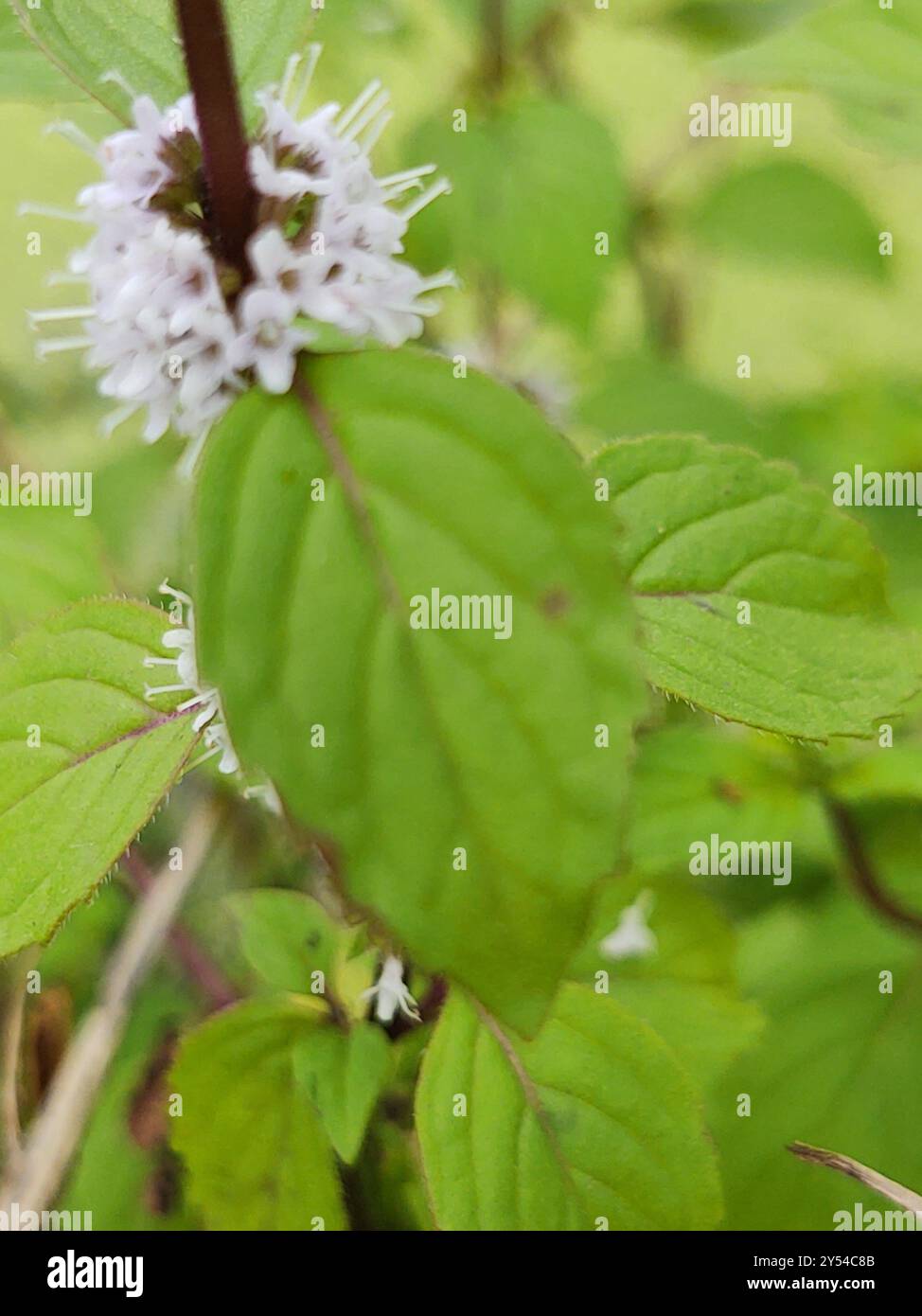 corn mint (Mentha arvensis) Plantae Stock Photo - Alamy