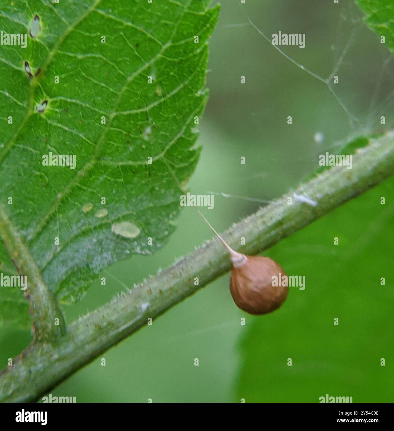 Common Eastern Ray Spider (Theridiosoma gemmosum) Arachnida Stock Photo ...