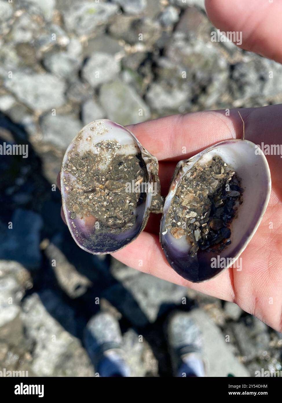 Japanese Littleneck (Ruditapes philippinarum) Mollusca Stock Photo - Alamy