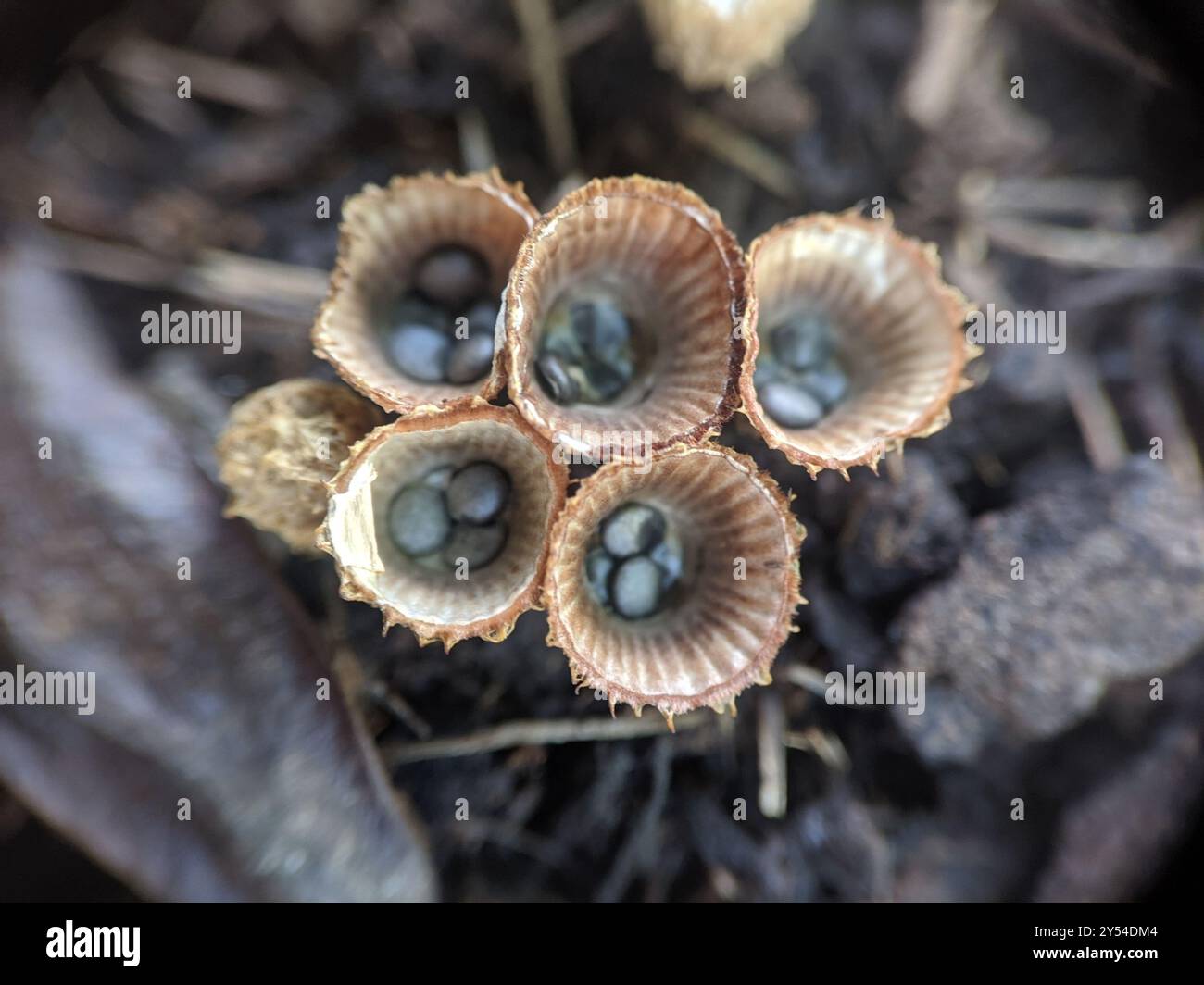 fluted bird's nest fungus (Cyathus striatus) Fungi Stock Photo - Alamy