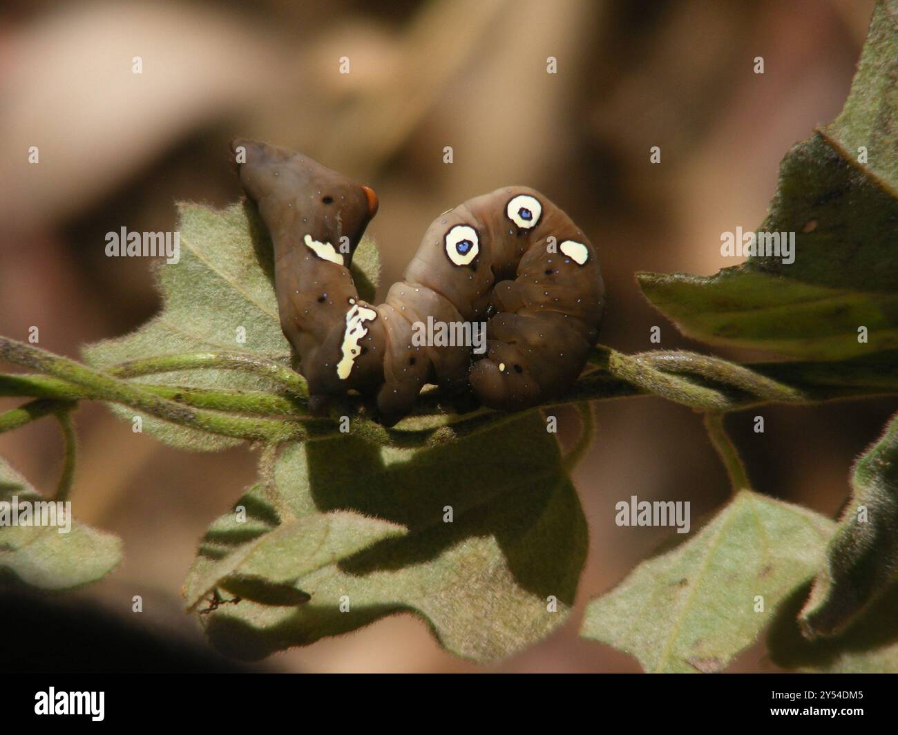 Fruit-piercing Moths (Eudocima) Insecta Stock Photo - Alamy