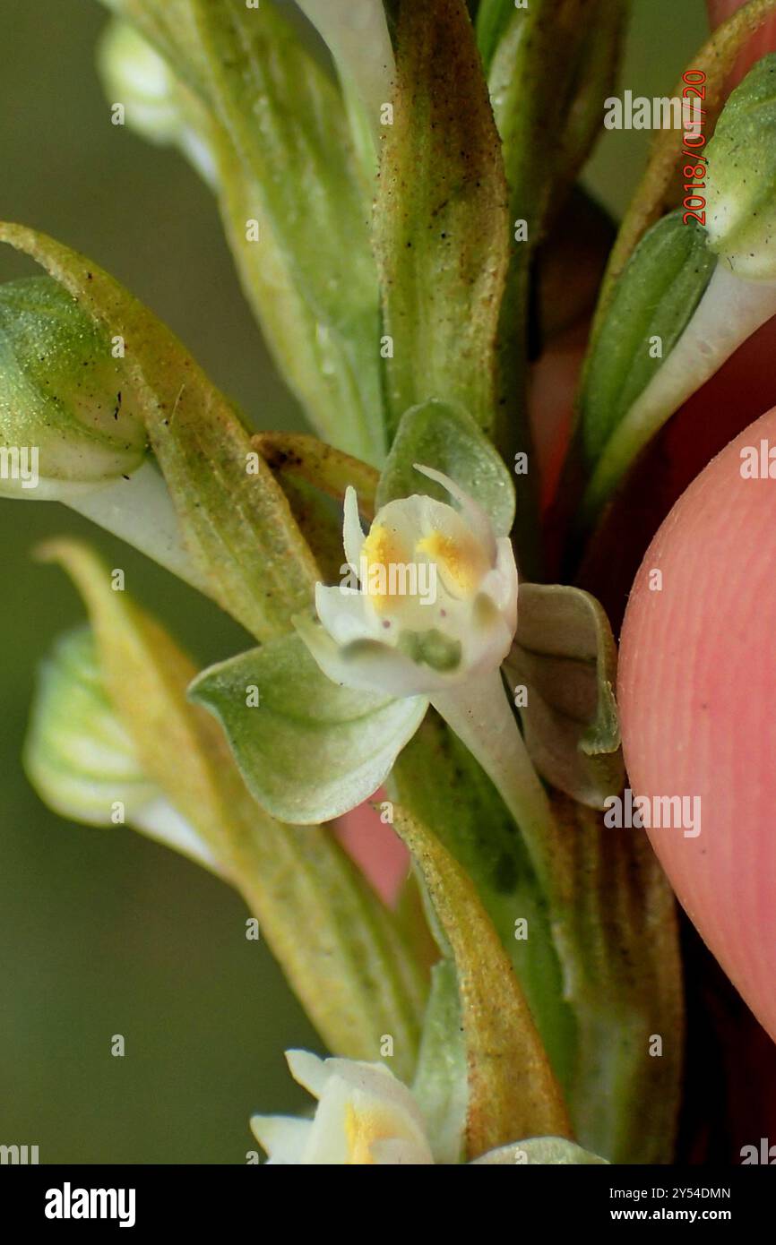 Death Orchid (Habenaria dives) Plantae Stock Photo - Alamy