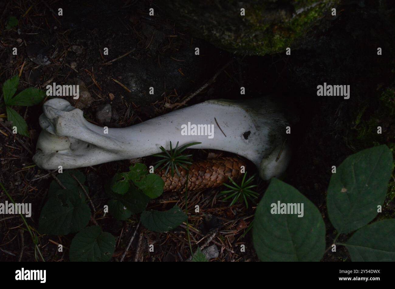 Even-toed Ungulates and Cetaceans (Artiodactyla) Mammalia Stock Photo ...