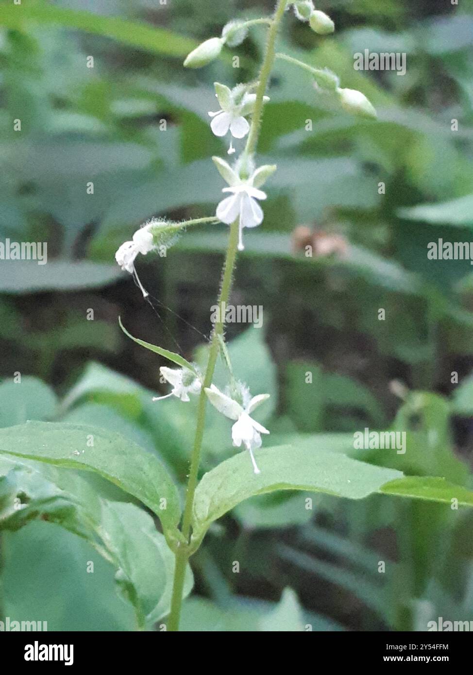 broadleaf enchanter's nightshade (Circaea canadensis) Plantae Stock ...