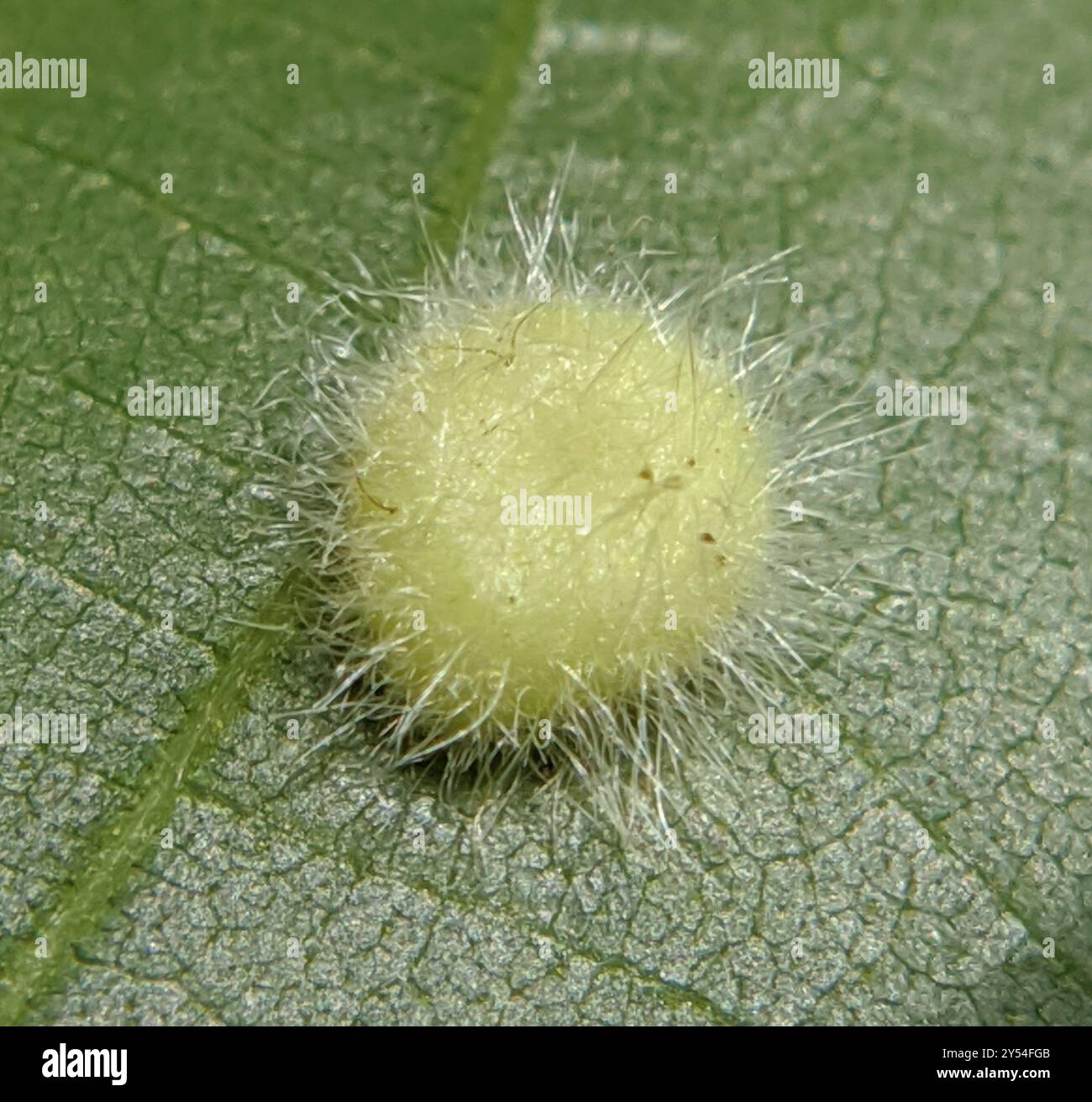 Hickory Placenta Gall Midge (Caryomyia thompsoni) Insecta Stock Photo ...