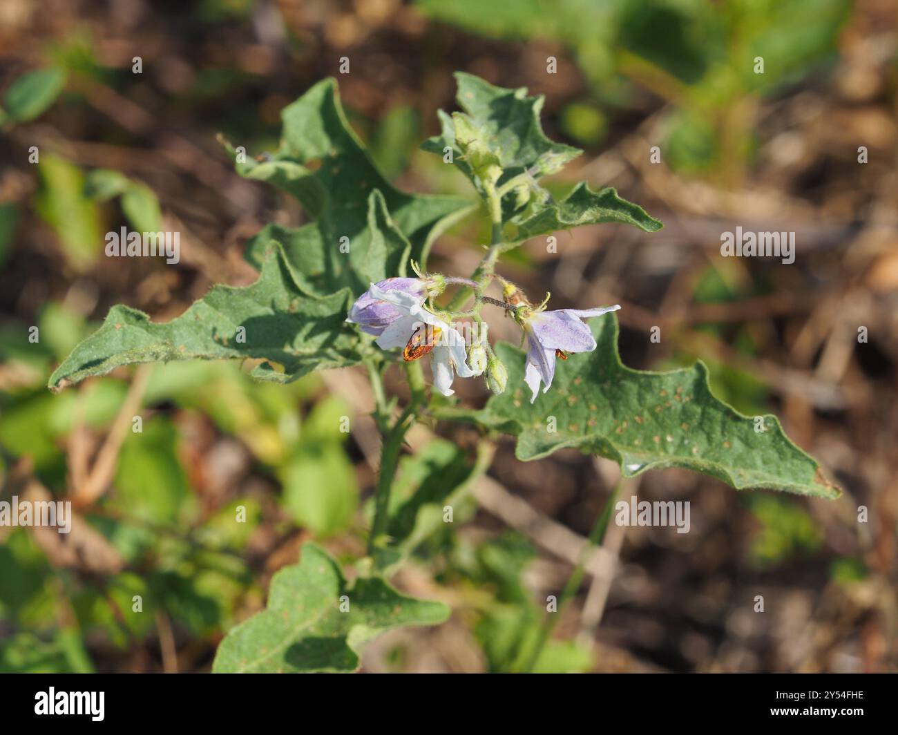 Carolina horsenettle (Solanum carolinense) Plantae Stock Photo - Alamy