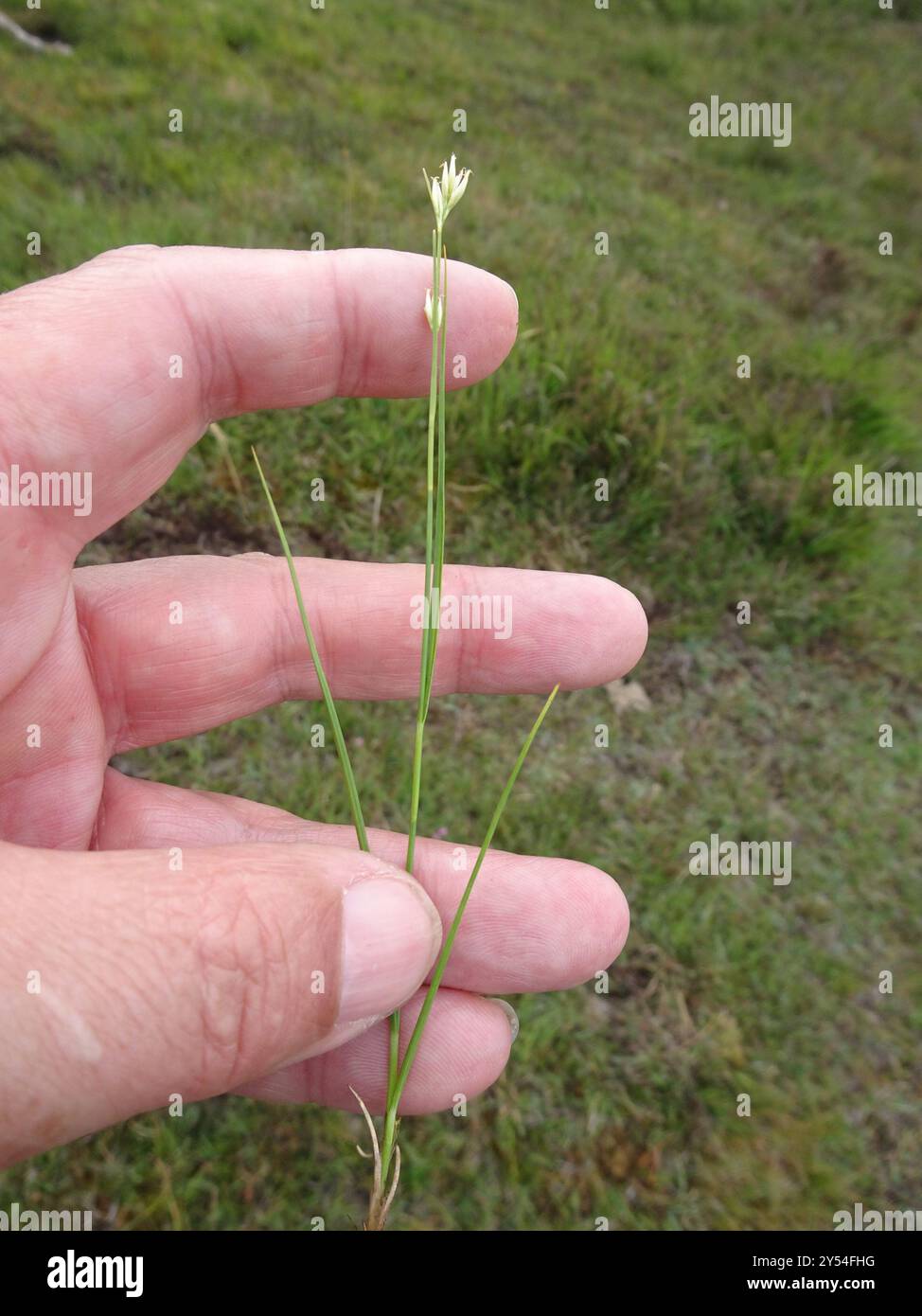white beak-sedge (Rhynchospora alba) Plantae Stock Photo - Alamy