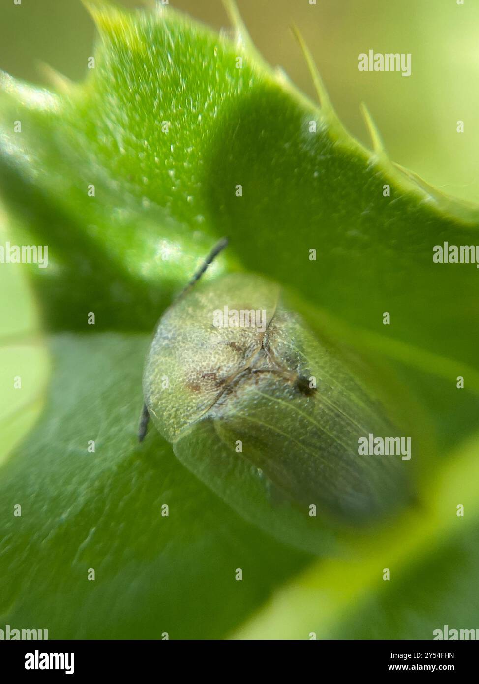 Thistle Tortoise Beetle (Cassida rubiginosa) Insecta Stock Photo - Alamy