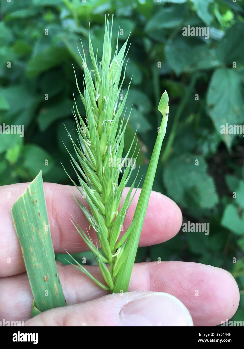 Virginia wildrye (Elymus virginicus) Plantae Stock Photo - Alamy
