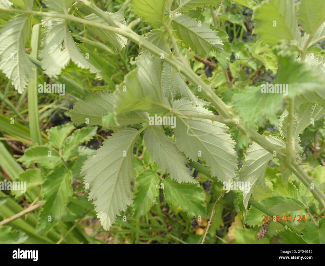 White Bramble (Rubus rigidus) Plantae Stock Photo - Alamy