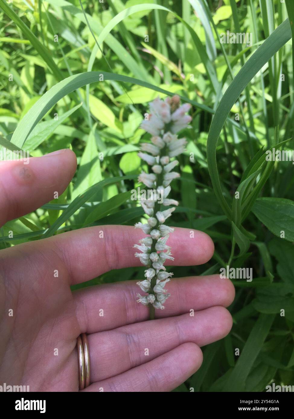 White-tubed Colicroot (Aletris farinosa) Plantae Stock Photo - Alamy