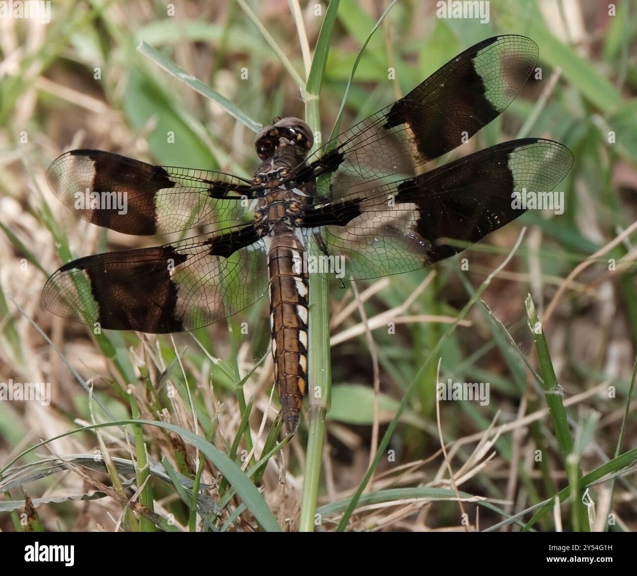 Common Whitetail (Plathemis lydia) Insecta Stock Photo - Alamy