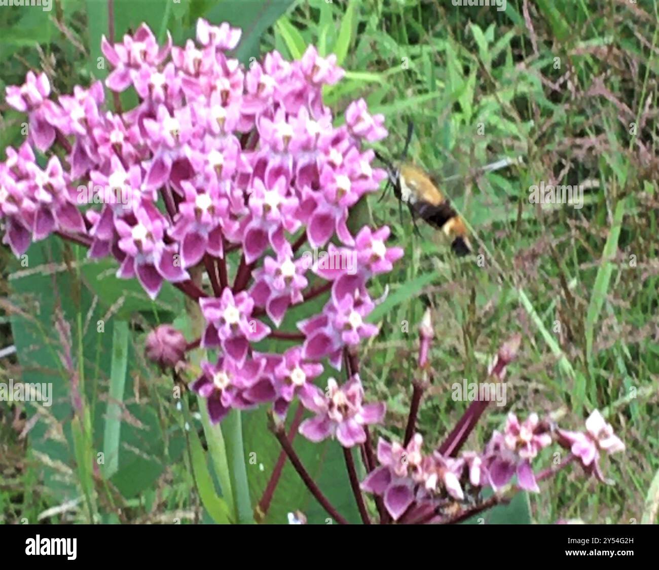 Snowberry Clearwing (Hemaris diffinis) Insecta Stock Photo - Alamy