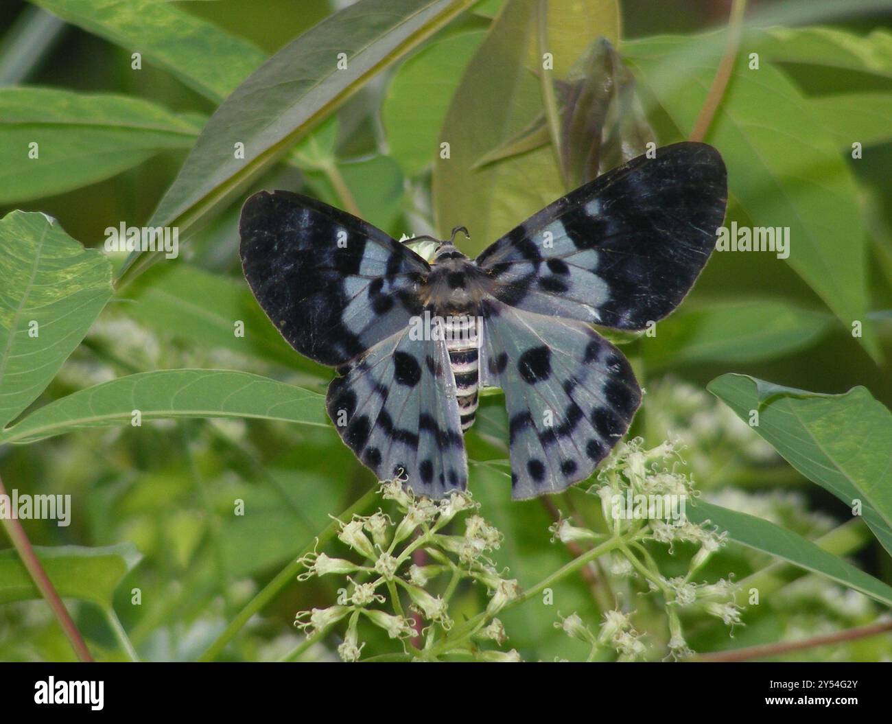 Blue Tiger Moth (Dysphania percota) Insecta Stock Photo - Alamy