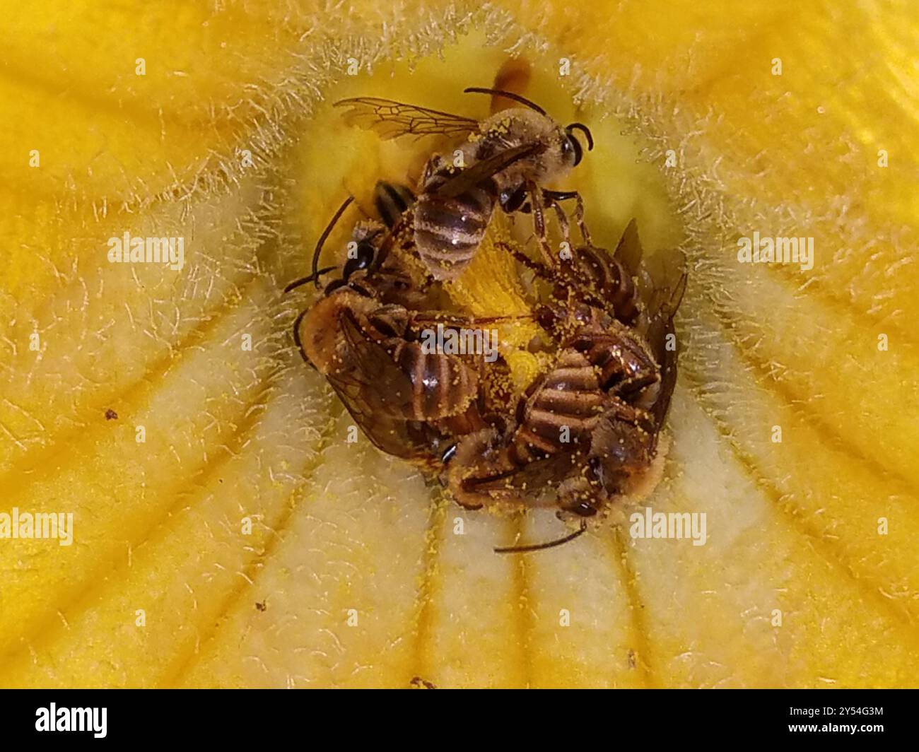 Pruinose Squash Bee (Peponapis pruinosa) Insecta Stock Photo - Alamy