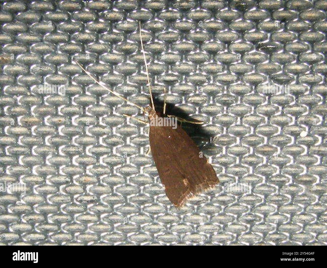 Curved-horn Moths (Gelechioidea) Insecta Stock Photo - Alamy