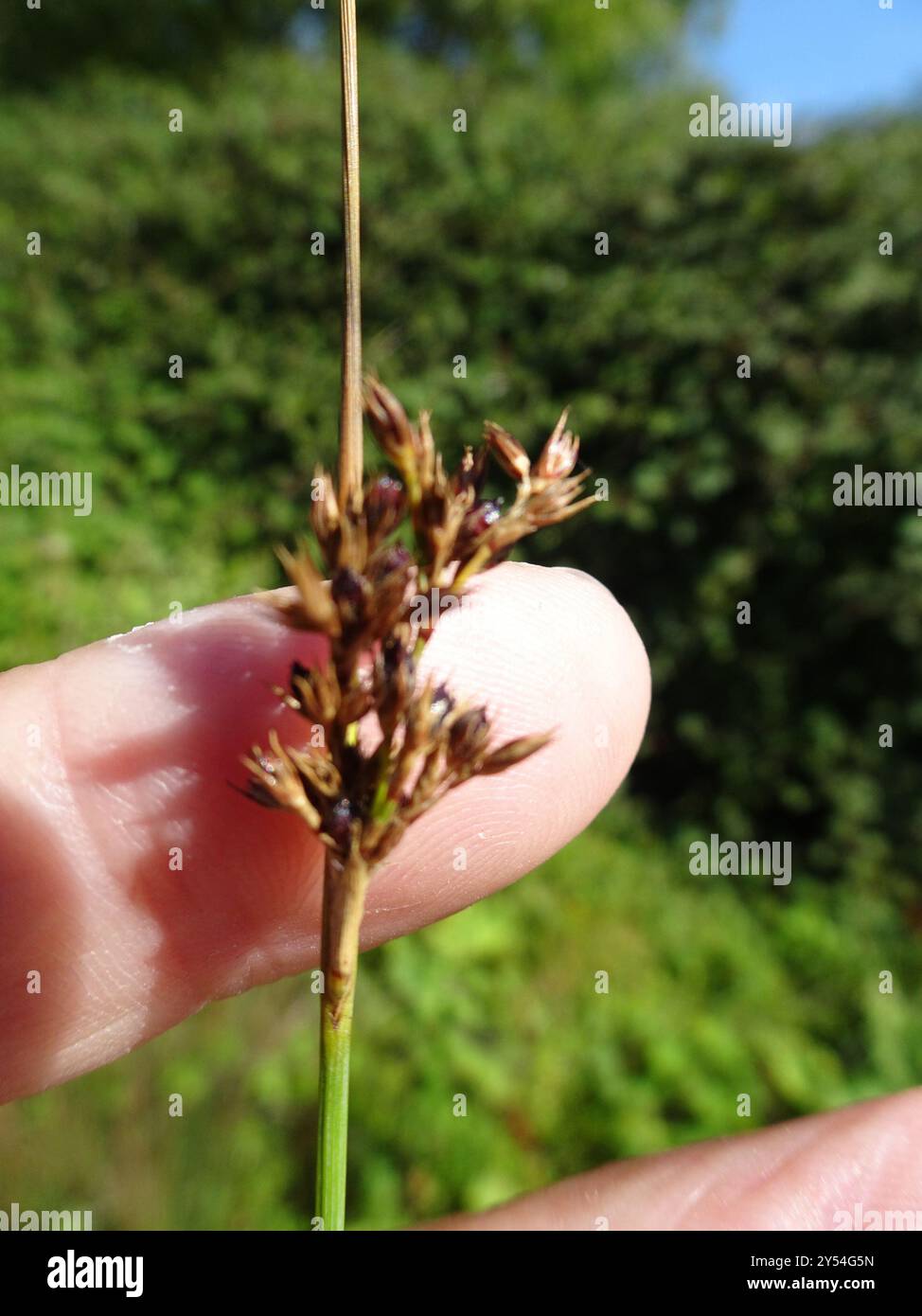 Hard Rush (Juncus inflexus) Plantae Stock Photo - Alamy