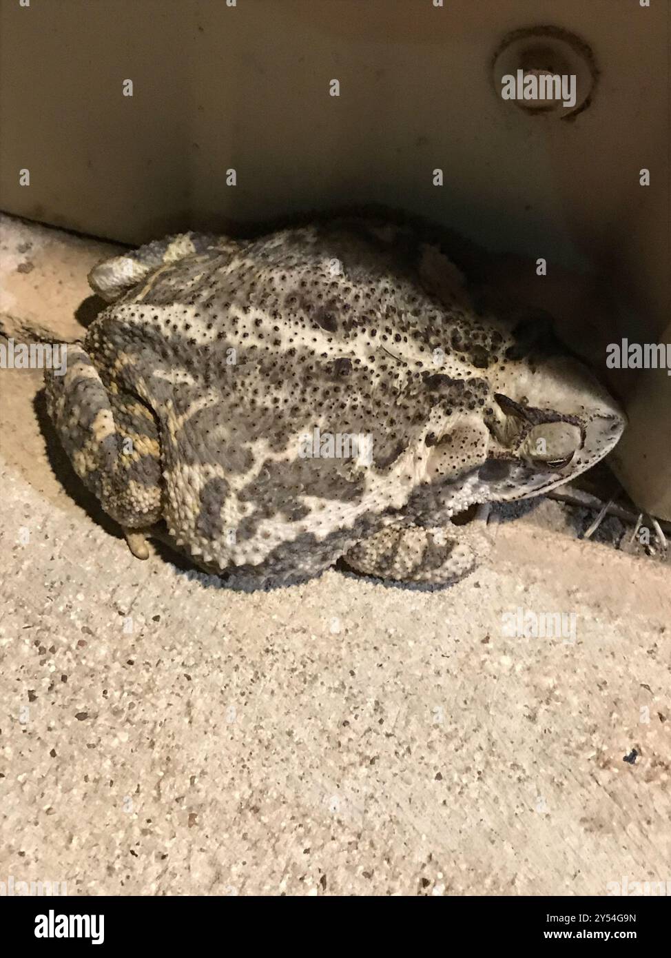 Gulf Coast Toad (Incilius nebulifer) Amphibia Stock Photo - Alamy