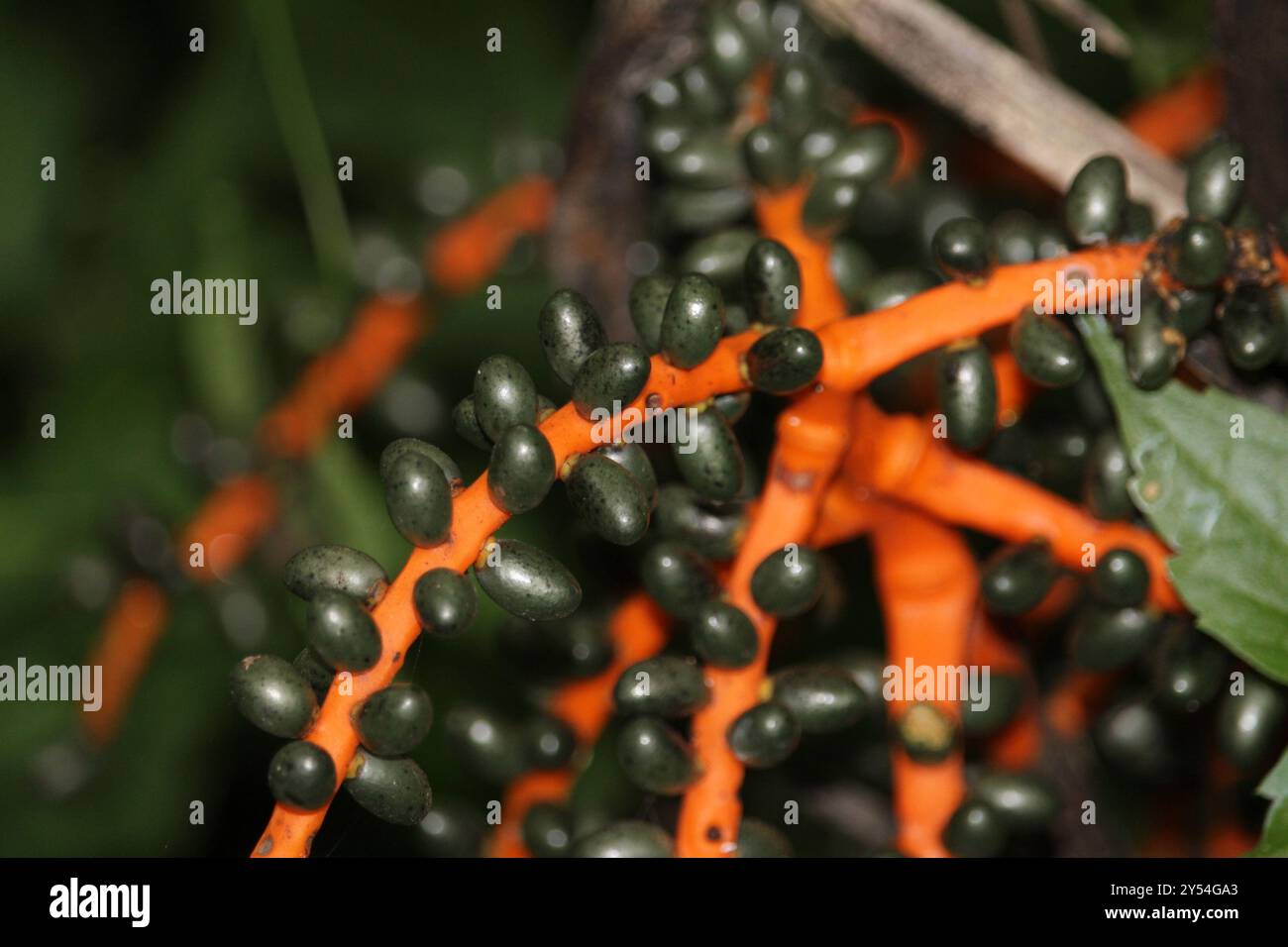 pacaya palm (Chamaedorea tepejilote) Plantae Stock Photo - Alamy