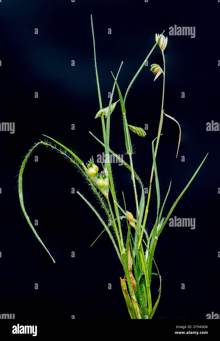 buffalograss (Bouteloua dactyloides) Plantae Stock Photo - Alamy