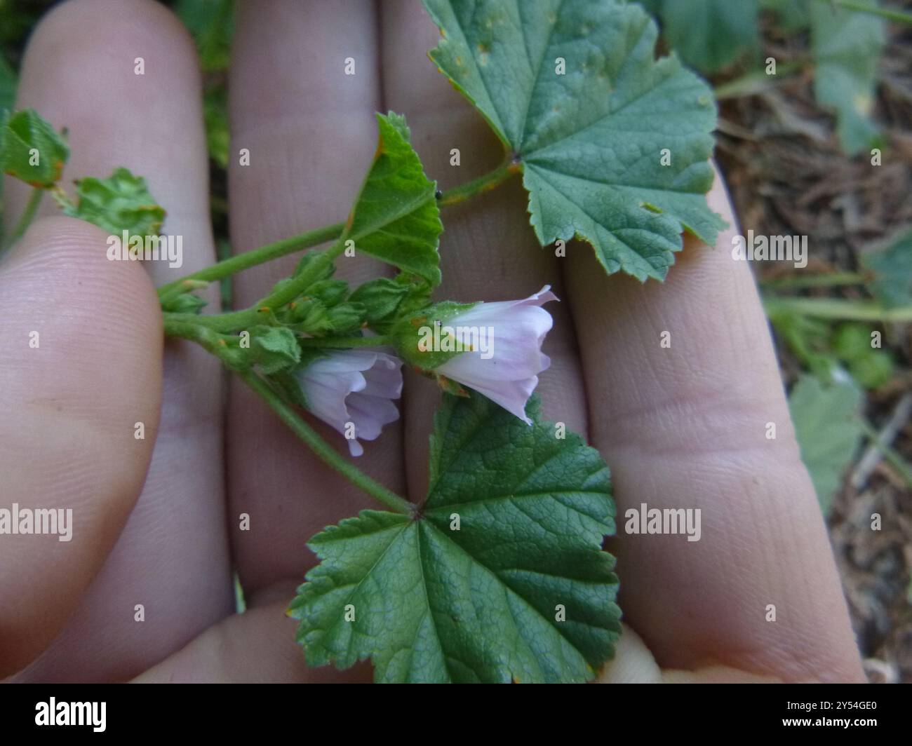 dwarf mallow (Malva neglecta) Plantae Stock Photo - Alamy
