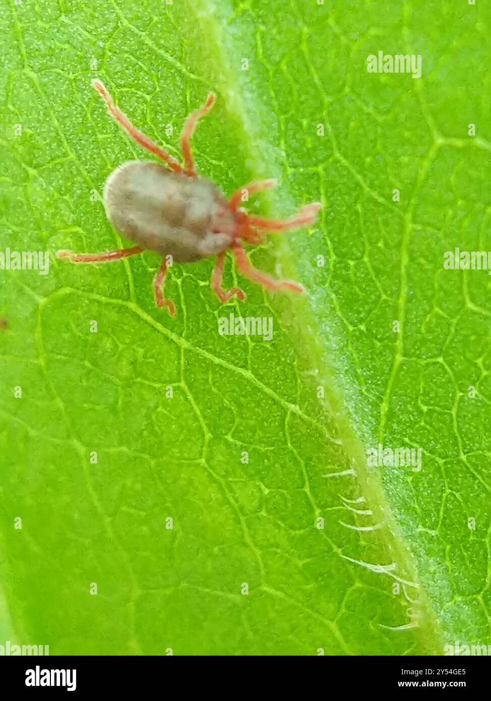 Sidewalk Mites (Balaustium) Arachnida Stock Photo - Alamy