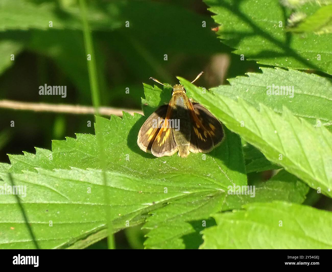 Long Dash (Polites mystic) Insecta Stock Photo - Alamy