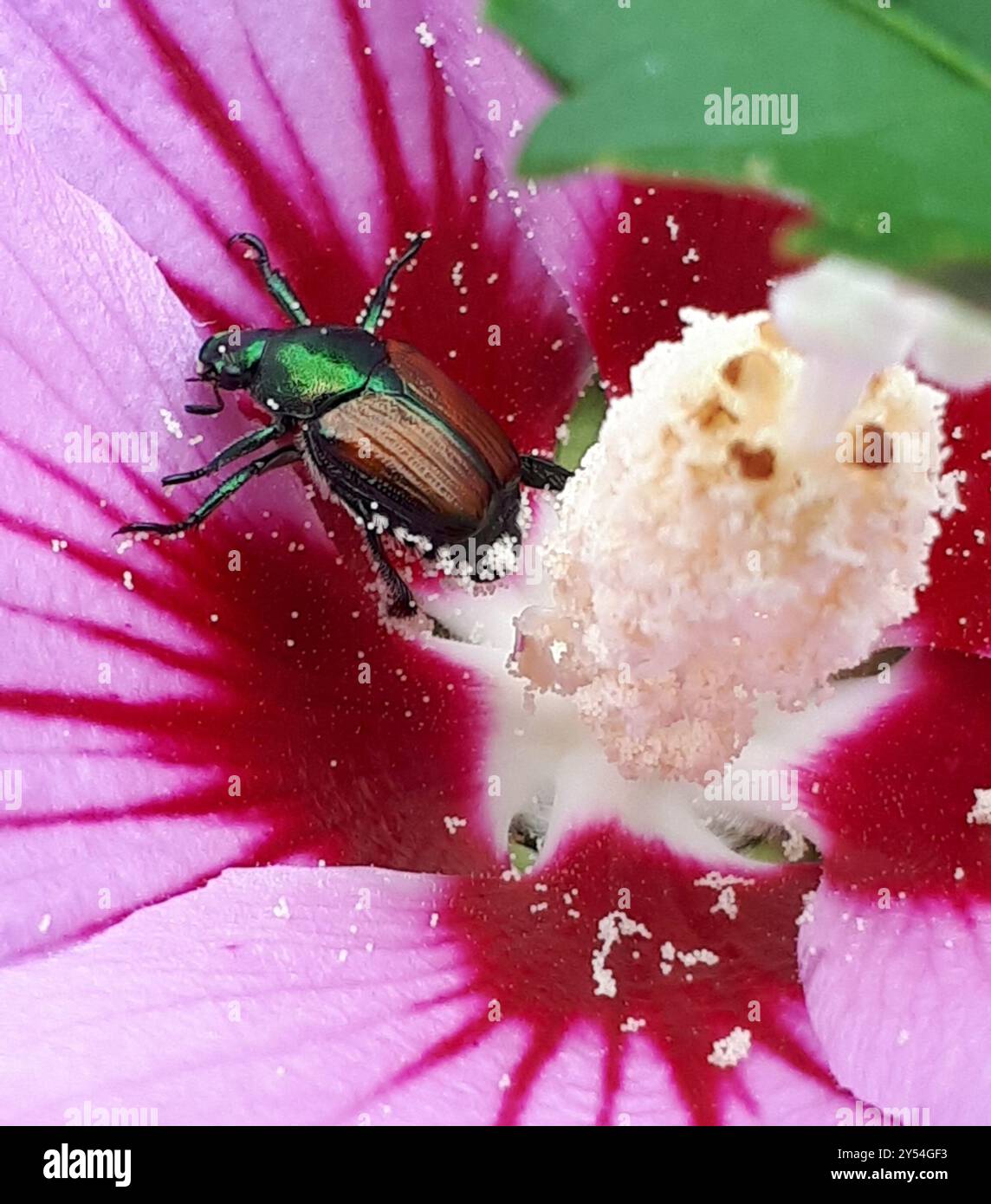 Japanese Beetle (Popillia japonica) Insecta Stock Photo - Alamy