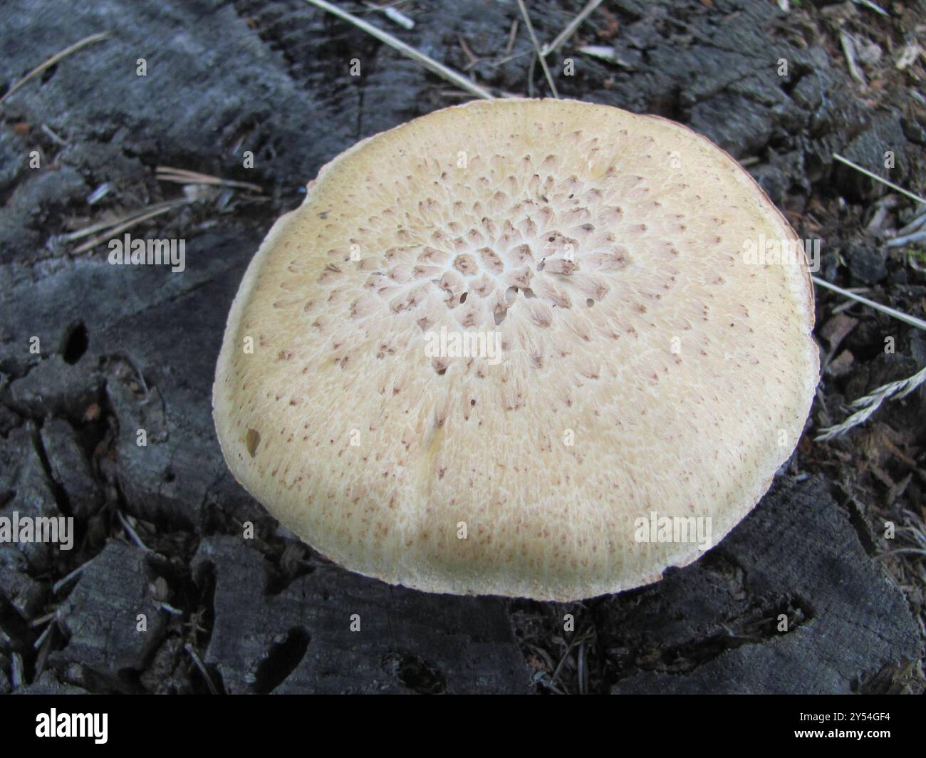 Trainwrecker (Neolentinus lepideus) Fungi Stock Photo - Alamy