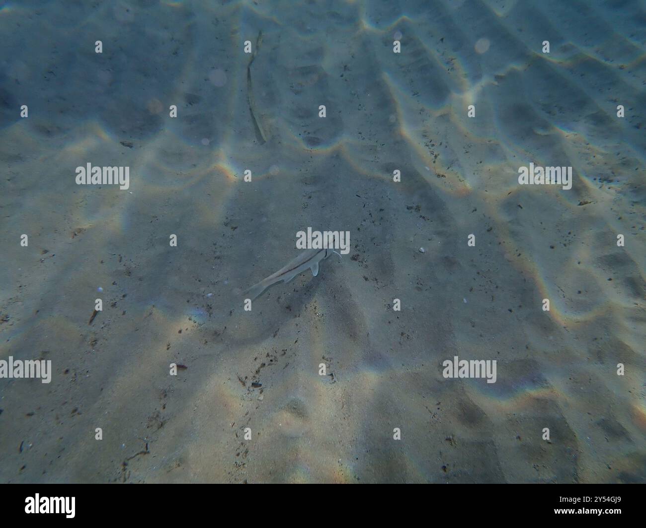 Red Mullet (Mullus barbatus) Actinopterygii Stock Photo - Alamy