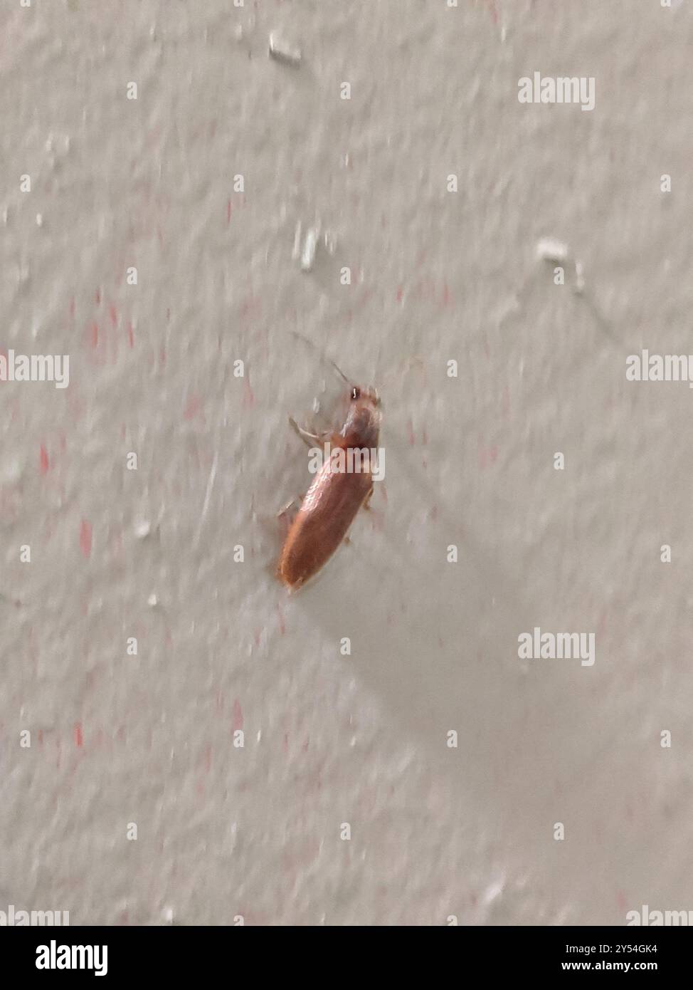 Click Beetles (Elateridae) Insecta Stock Photo - Alamy