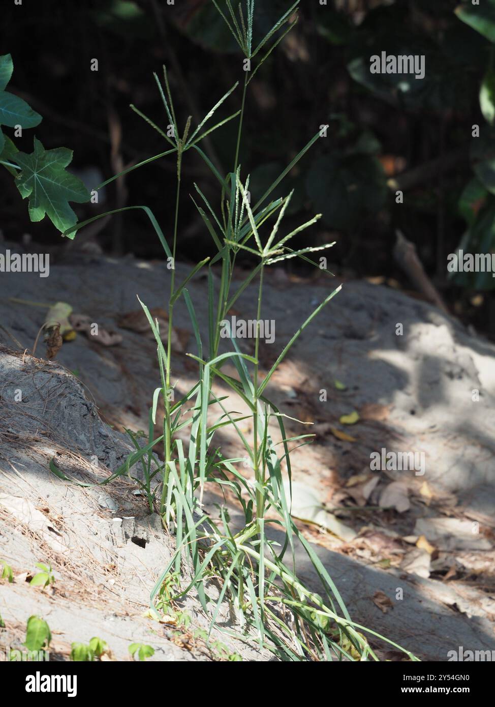 Goose Grass (Eleusine indica) Plantae Stock Photo - Alamy