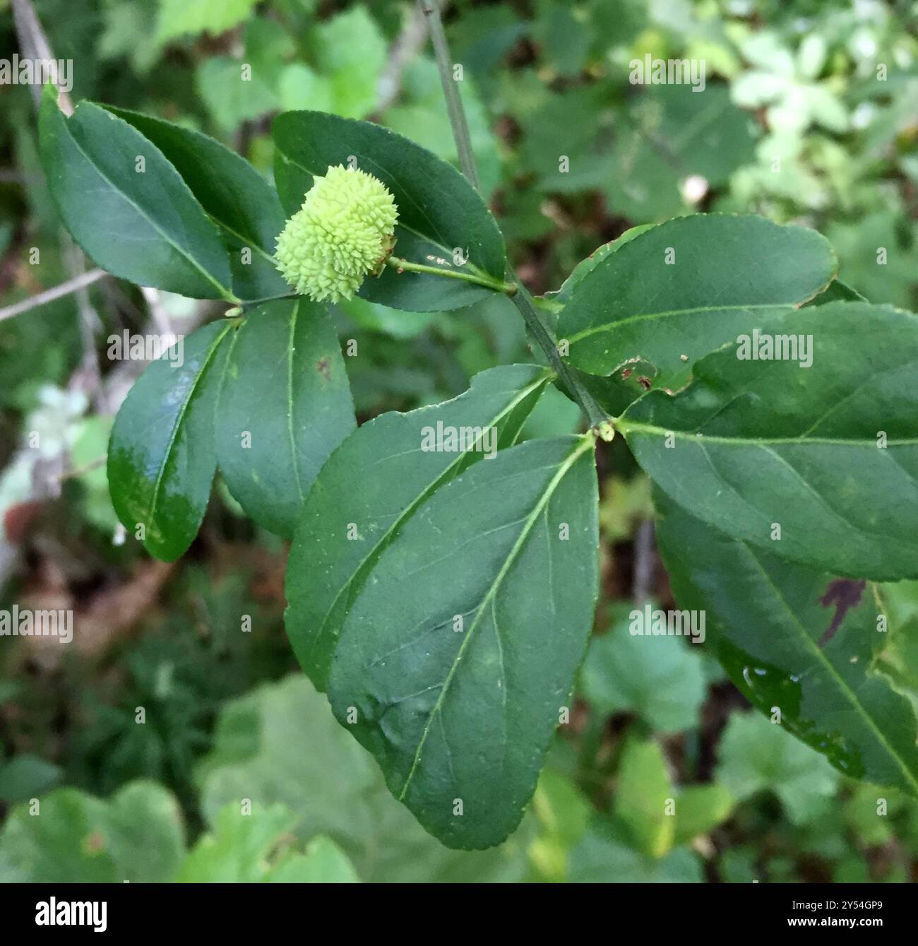 strawberry bush (Euonymus americanus) Plantae Stock Photo - Alamy
