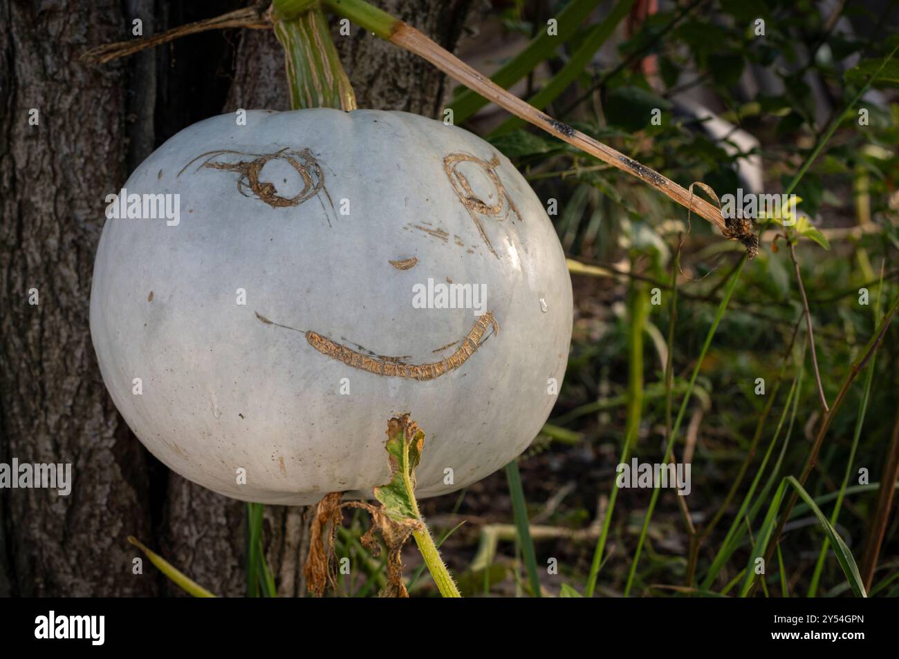 Close-up shot of a white pumpkin, hanging from a tree, with a scratched ...
