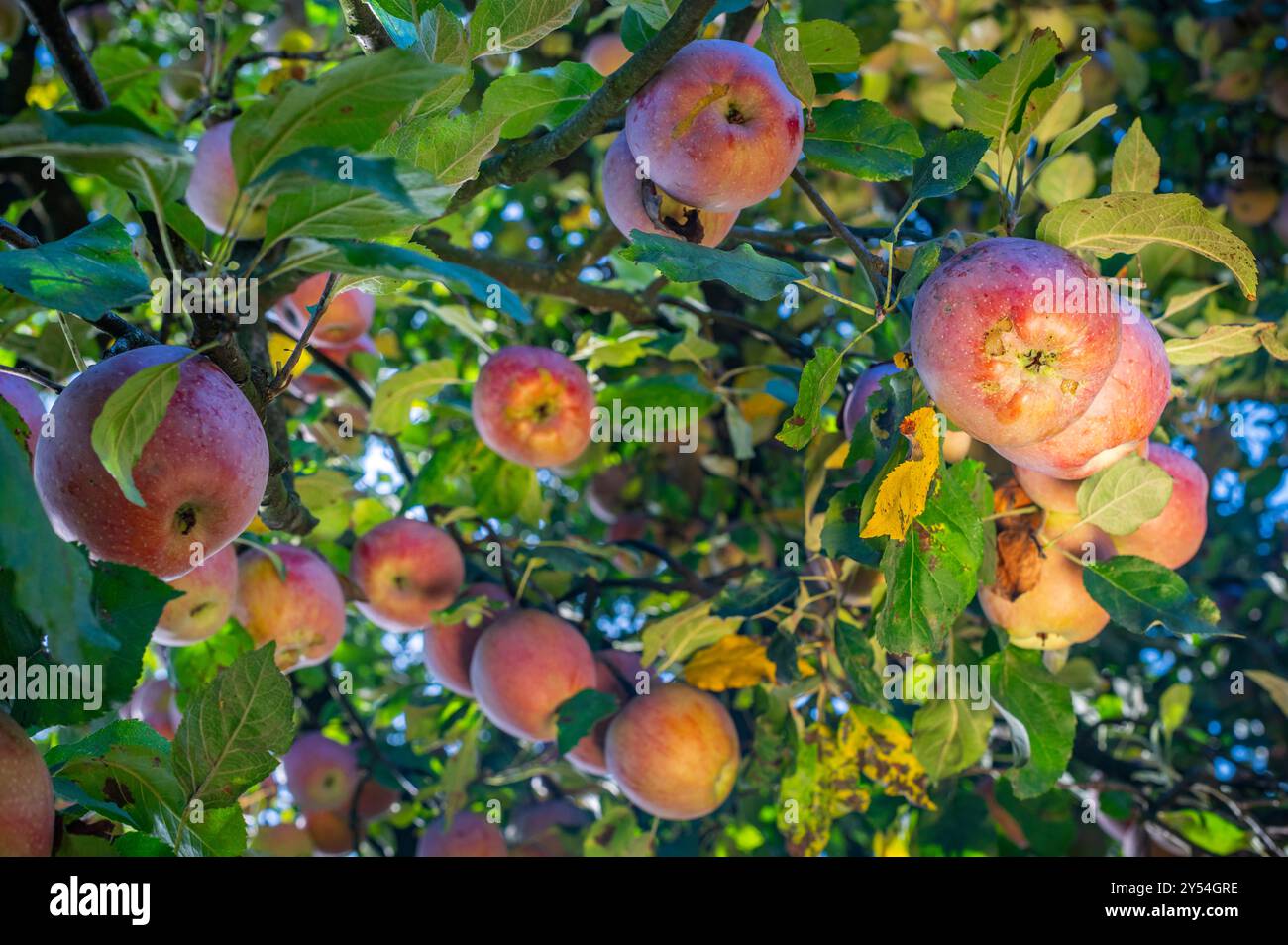 A close-up shot of a red apple tree laden with ripe, juicy apples. The ...