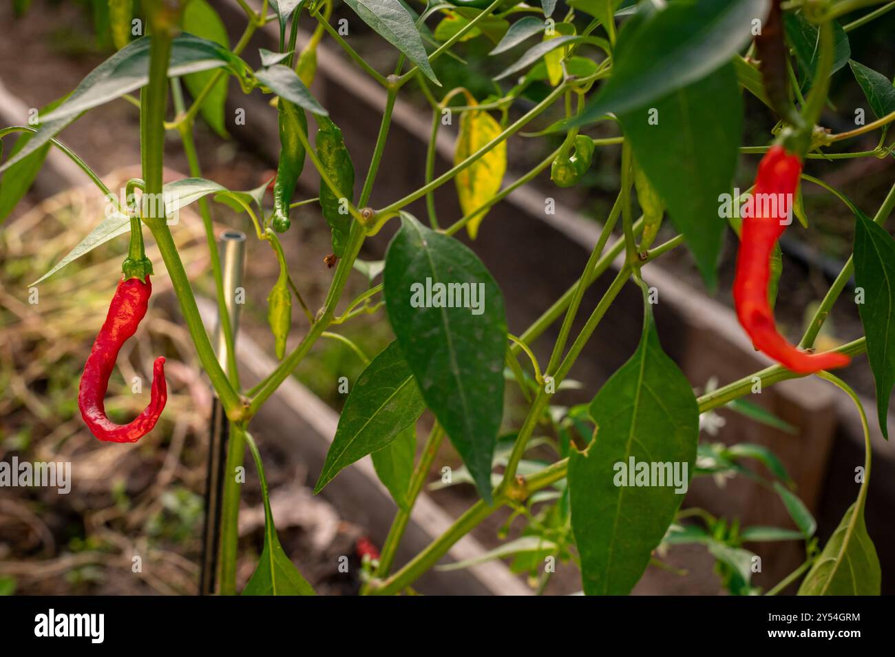 Variety of stages of ripeness hi-res stock photography and images - Alamy