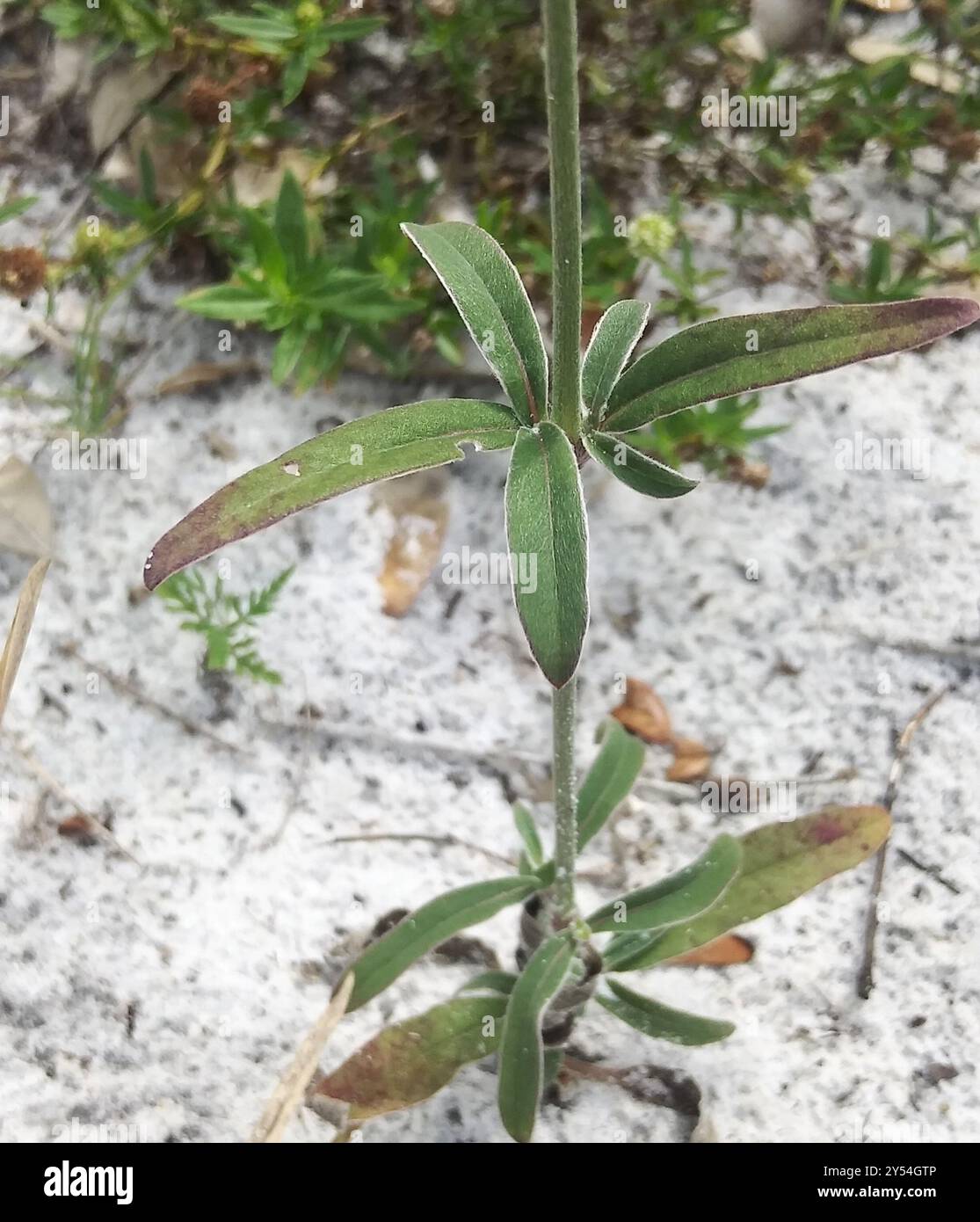 Plains Snakecotton (Froelichia floridana) Plantae Stock Photo - Alamy