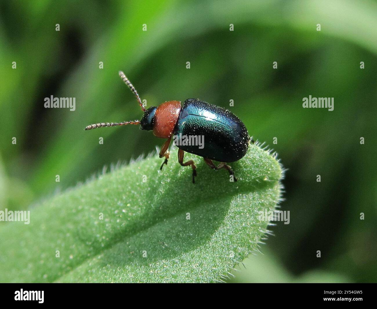 Knotweed Leaf Beetle (Gastrophysa polygoni) Insecta Stock Photo - Alamy