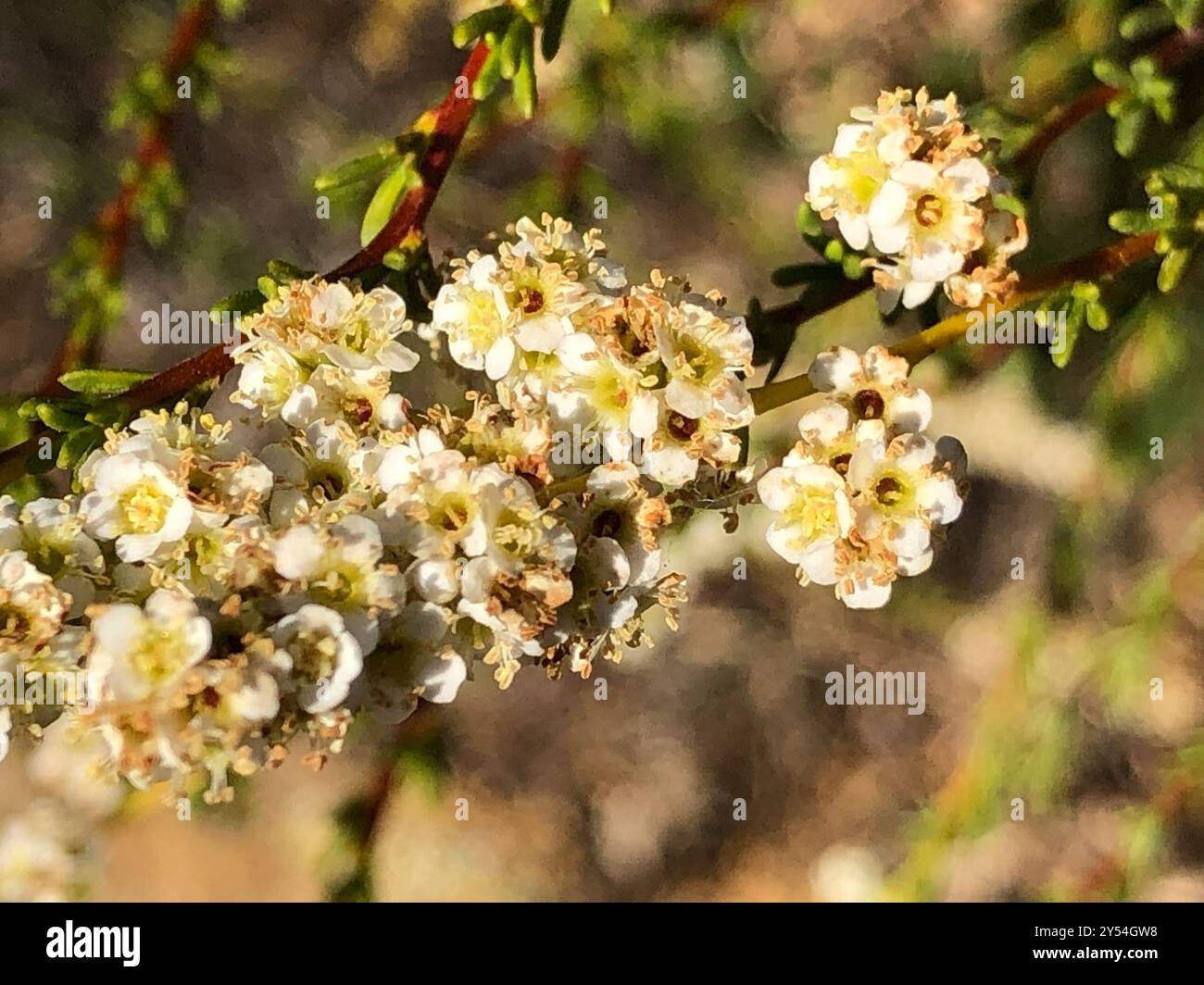chamise (Adenostoma fasciculatum) Plantae Stock Photo - Alamy