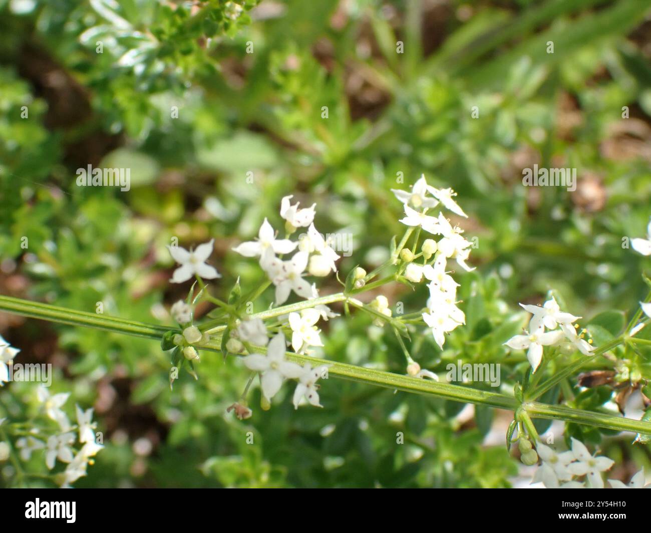 white bedstraw (Galium album) Plantae Stock Photo - Alamy