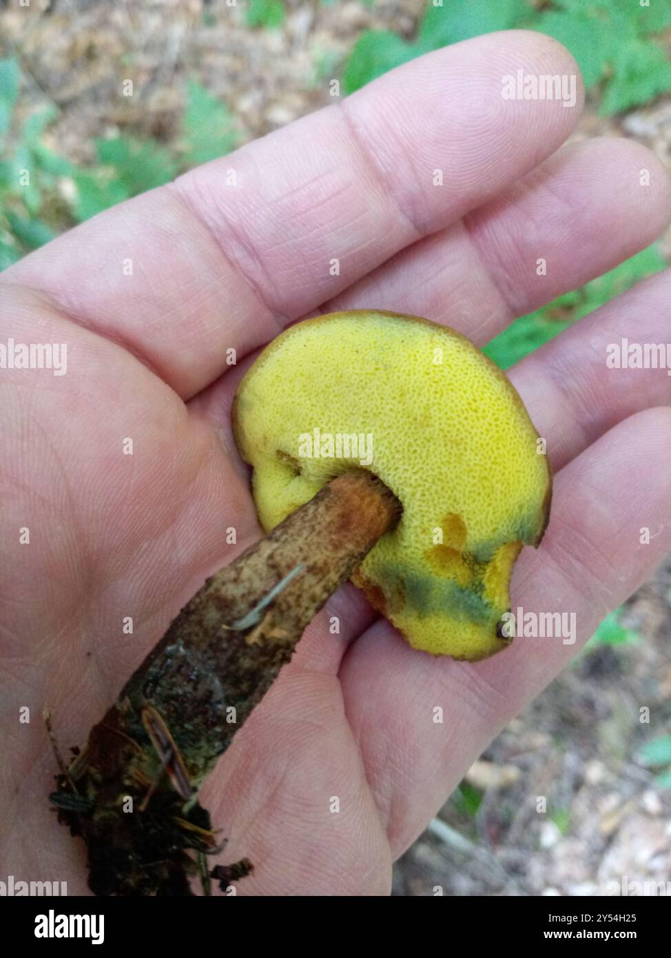 (Boletellus chrysenteroides) Fungi Stock Photo - Alamy