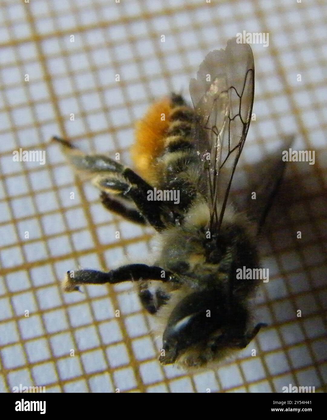 Patchwork Leafcutter Bee (Megachile centuncularis) Insecta Stock Photo ...