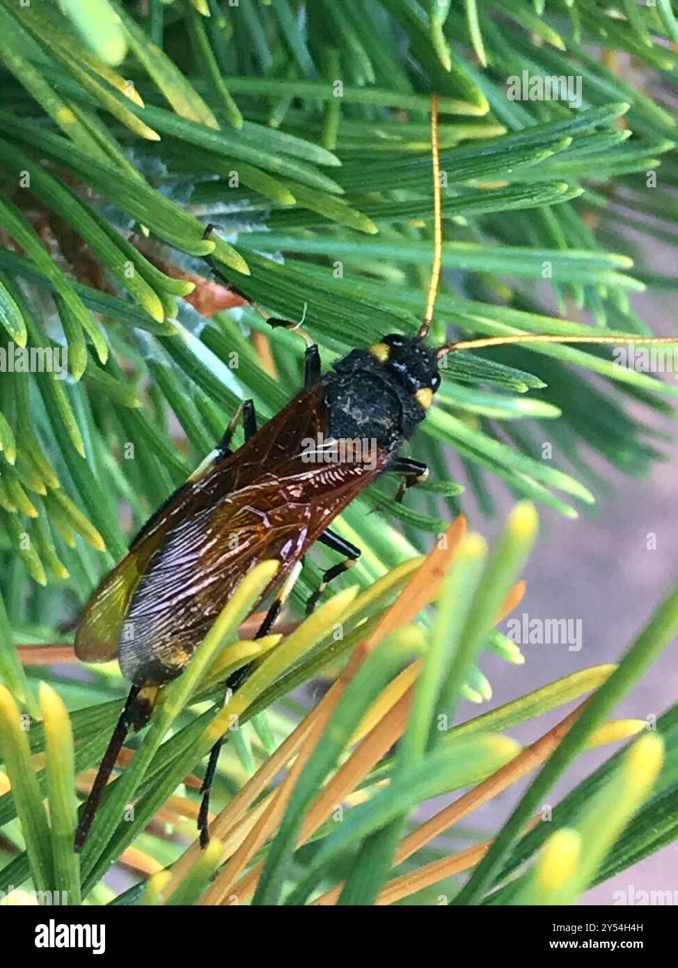 California Horntail (Urocerus californicus) Insecta Stock Photo - Alamy