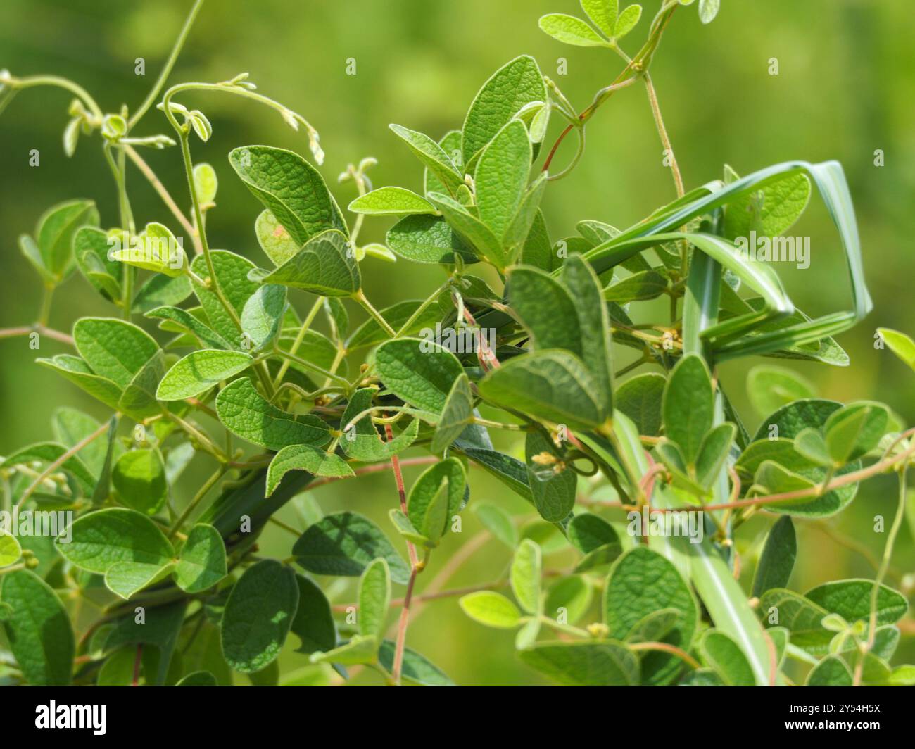 Showy Pigeonpea (Cajanus scarabaeoides) Plantae Stock Photo - Alamy