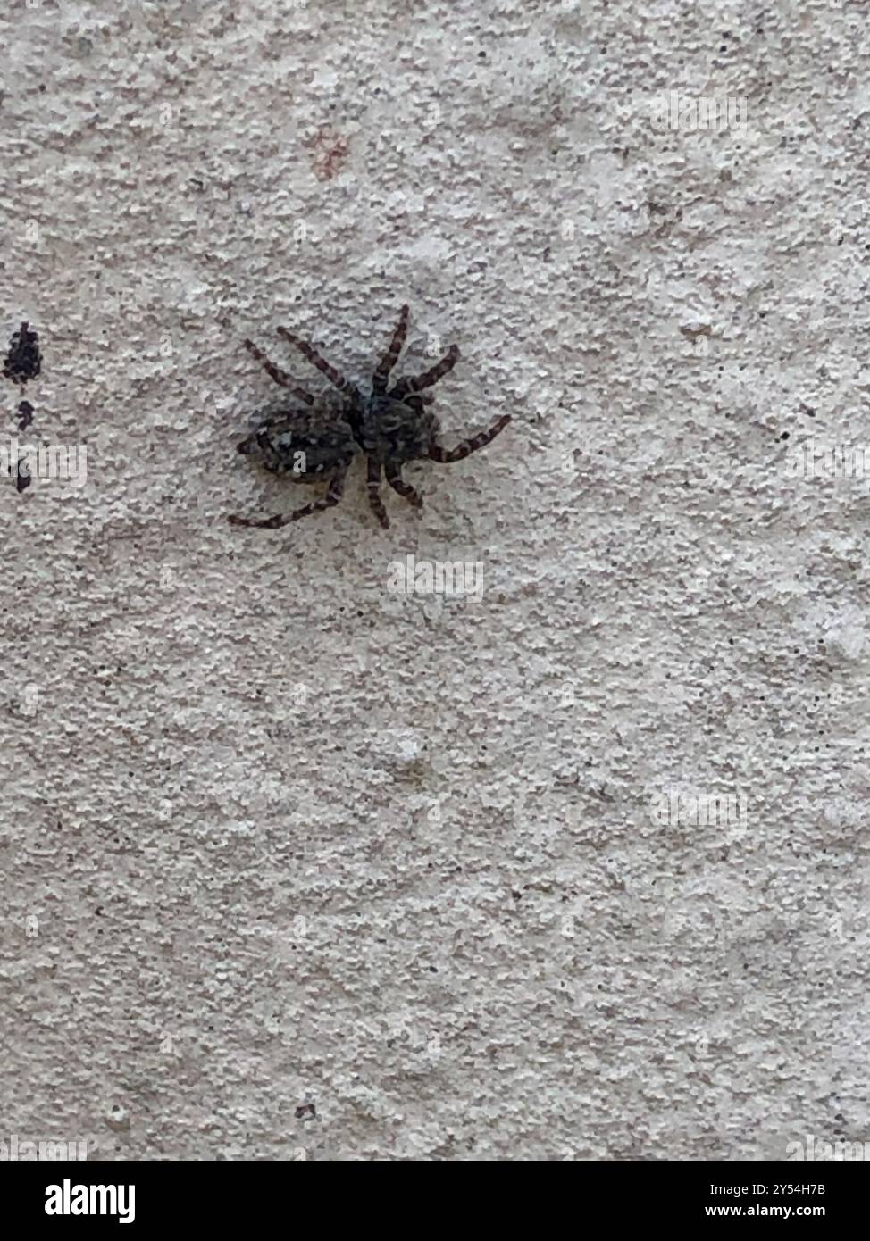 Downy jumping spider (Attulus pubescens) Arachnida Stock Photo - Alamy